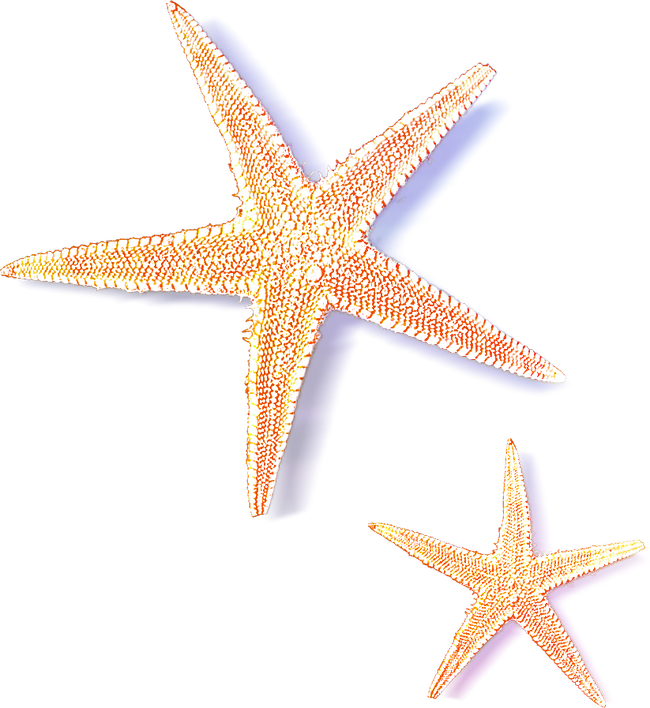 Download Sea Star Transparent Images - Transparent Starfish - Full Size ...