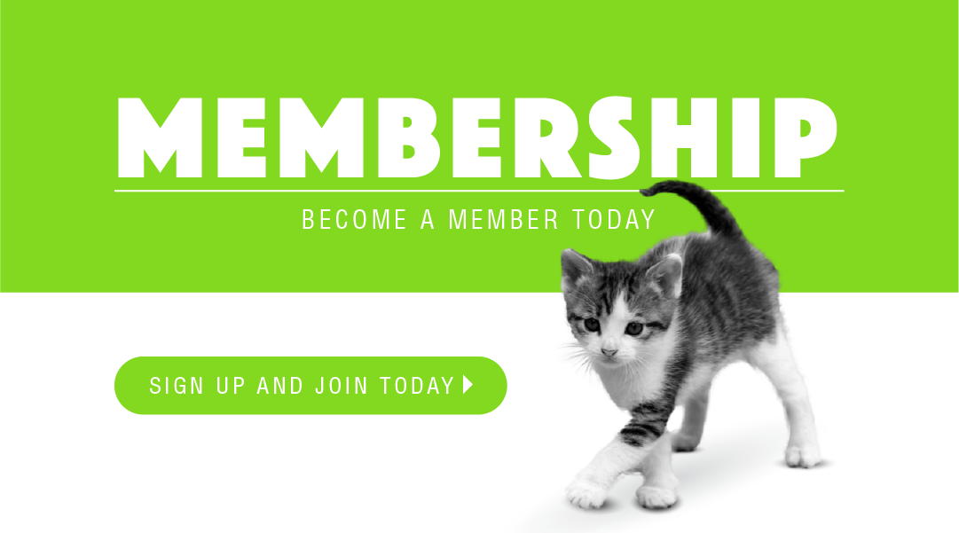 Download Humane Society Banners Large 05 - Adorable Calico Kitten ...