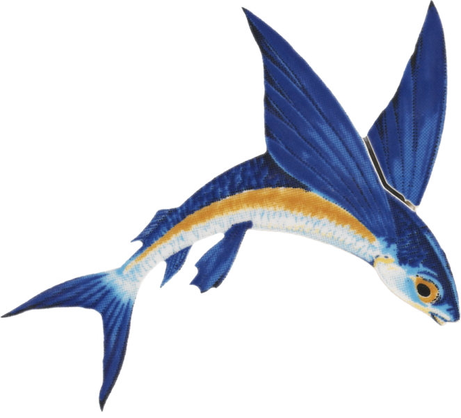 Download Flying Fish Png - Flying Fish - Full Size PNG Image - PNGkit