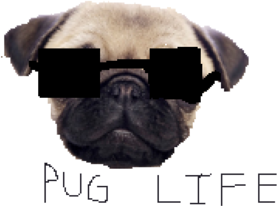 Download Pug Life Png Clipart - Pug Life Transparent Background - Full ...