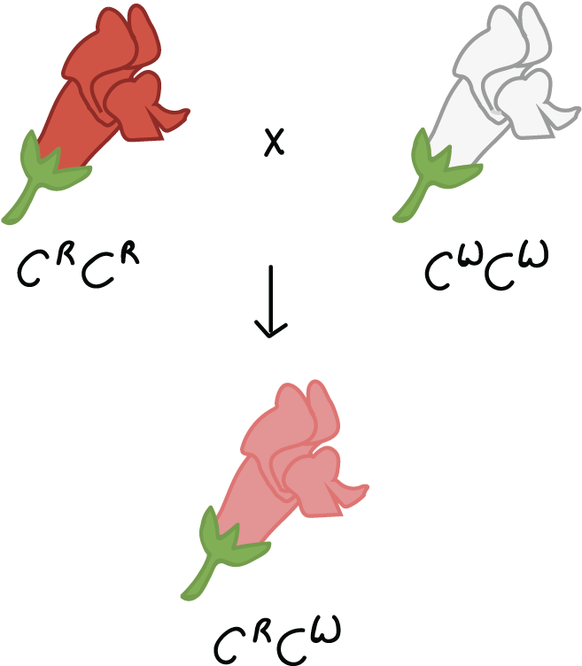 Download Incomplete Dominance - Full Size PNG Image - PNGkit