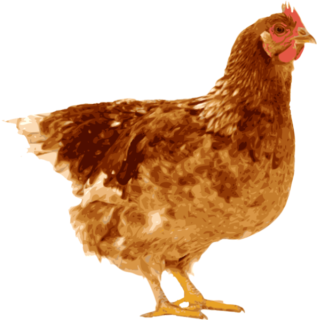 Download Indian Clipart Hen - Egg To Chicken (life Cycles) - Full Size ...
