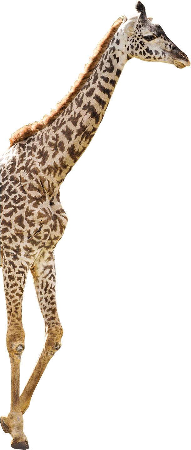 Download Giraffe - - Giraffe - Full Size PNG Image - PNGkit