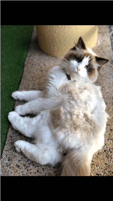 Download Photo Of Coco - Cat - Full Size PNG Image - PNGkit