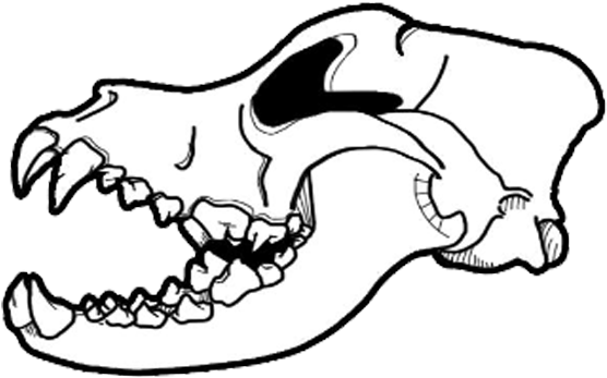 Download Jugger Logo Skull - Jugger Logo - Full Size PNG Image - PNGkit