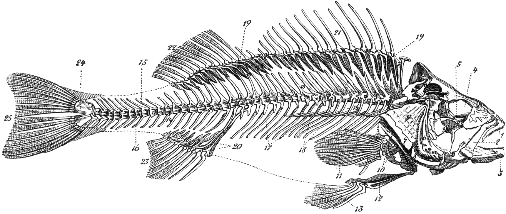 Download Transparent Fishes Skeleton Bone Anatomy Dead Transprent Png ...