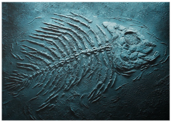 Download Closeup Of Big Fish Skeleton Fossils On Bottom Of Sea - Fossil ...