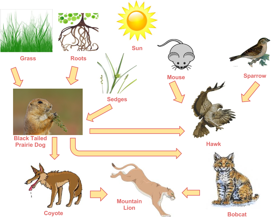 Download Food Web - - Hawk Pouncing Shower Curtain - Full Size PNG ...