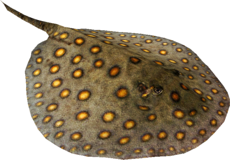Download Sting Ray Png - Full Size PNG Image - PNGkit