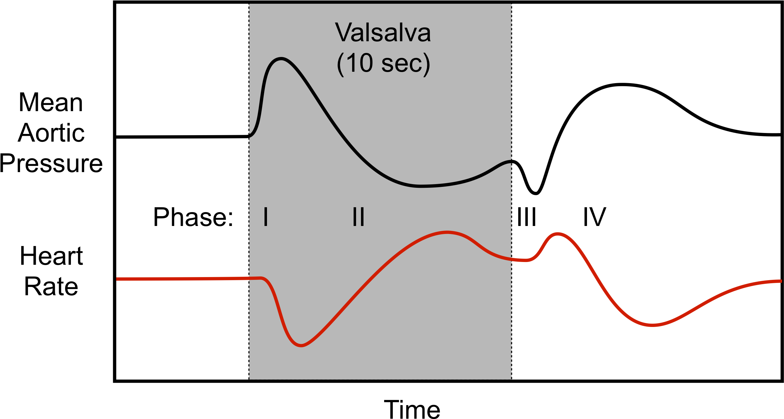 Download Hemodynamics Of A Valsalva Maneuver - Valsalva Phases - Full ...