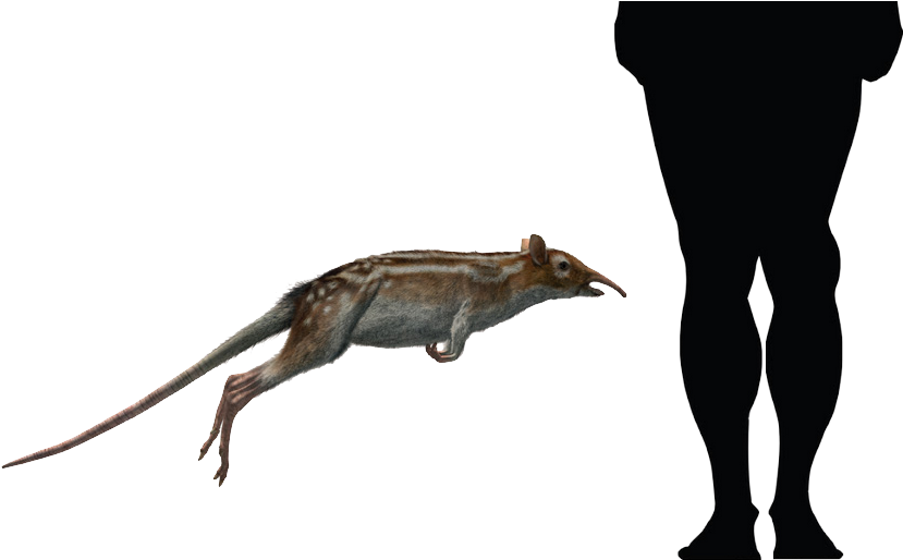 Download Leptictidium Auderiense - Leptictidium - Full Size PNG Image ...