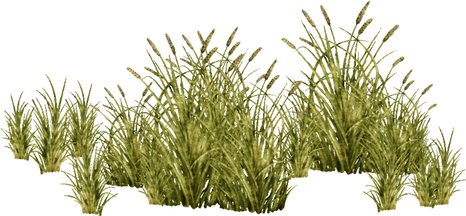 Download E-1422684254 - Aquatic Plants Png - Full Size PNG Image - PNGkit