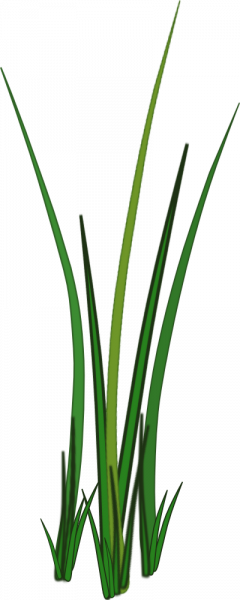 Download Transparent Grass Texture Png - Full Size PNG Image - PNGkit