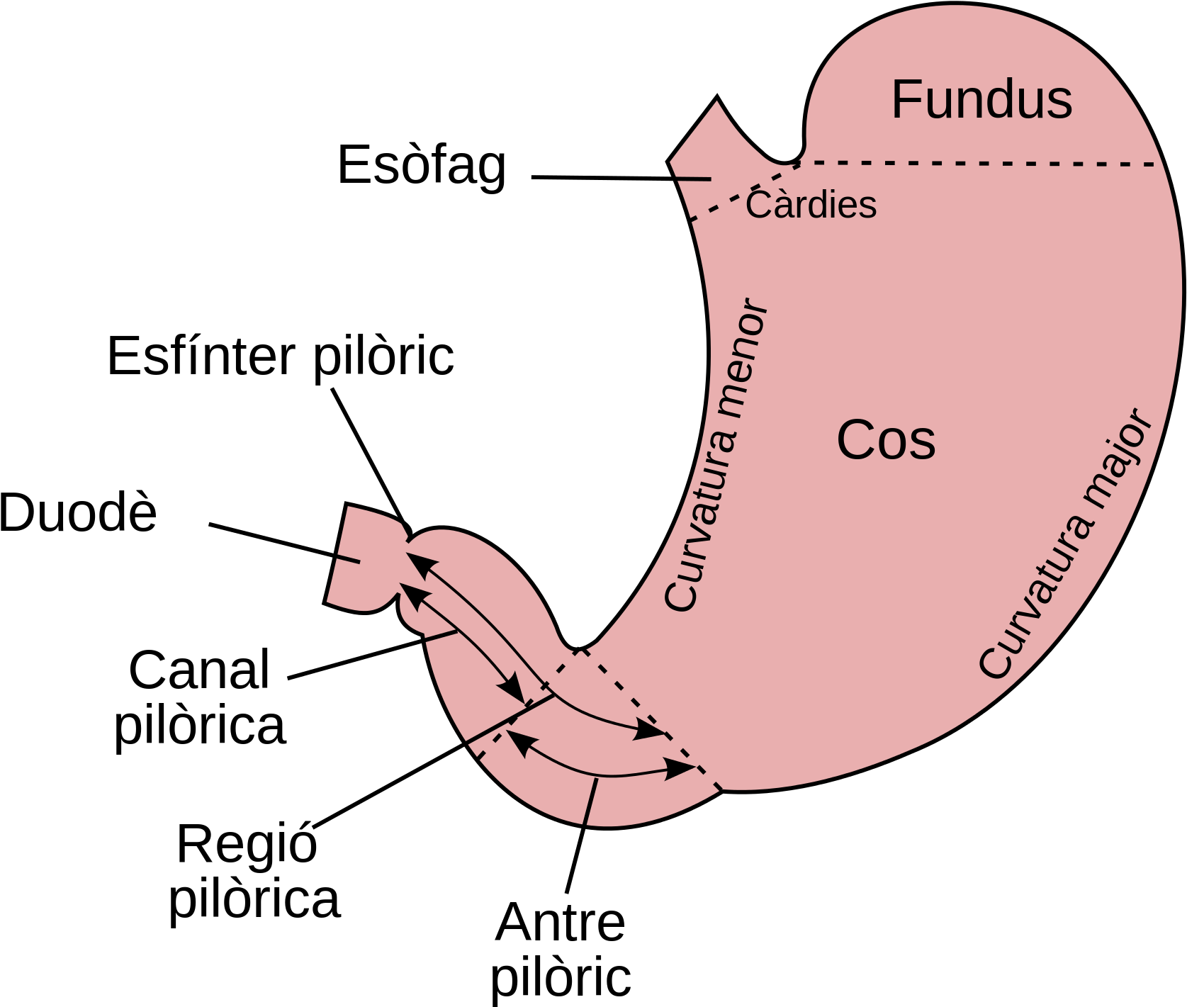 Download Open - Angulus Stomach - Full Size PNG Image - PNGkit