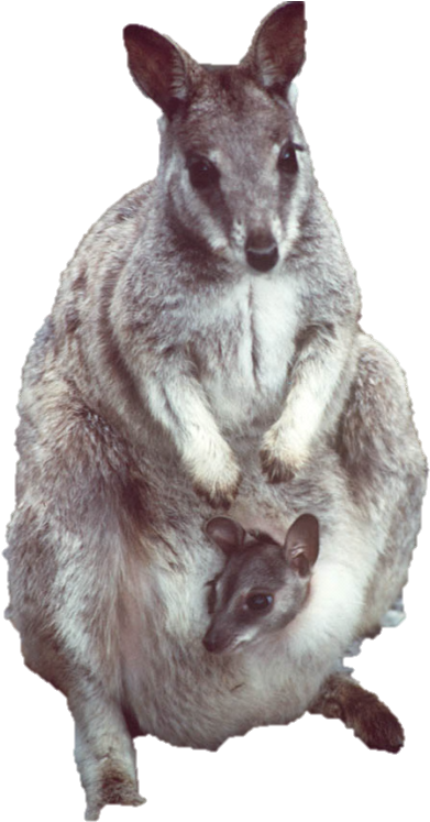 Download Dr Peter Spencer Bsc, Phd - Wallaby Png - Full Size PNG Image ...