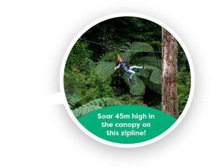 Download Fly 45 Metres Above The Ground On The Zipline - Tree - Full ...