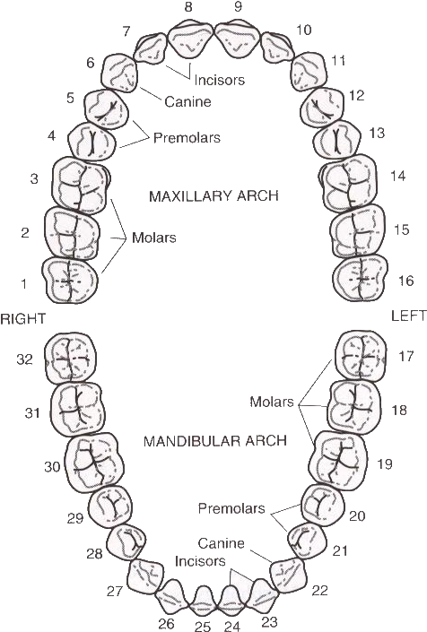 Download The Facts Teeth - Teeth Number Chart Canada - Full Size PNG ...