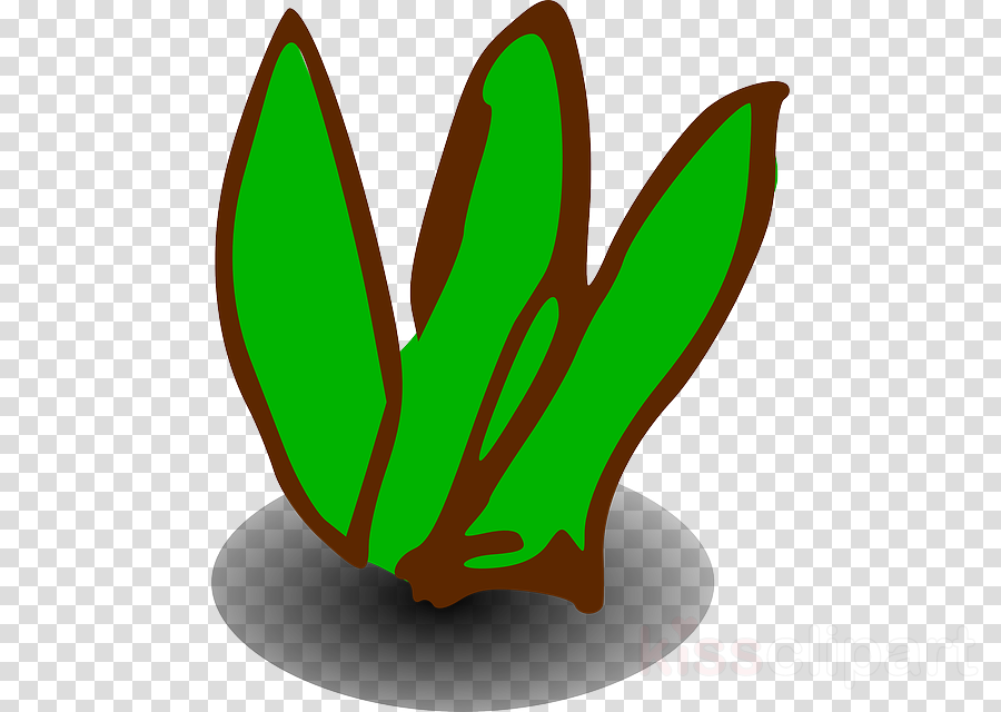 Download Transparent Seaweeds Cartoons Png Clipart Seaweed Aquatic ...