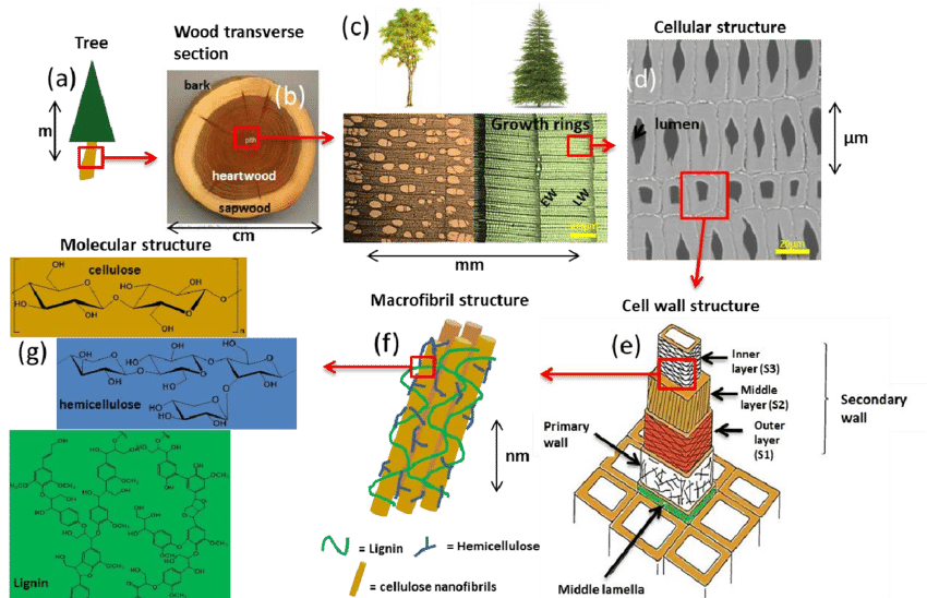 Download Transparent Cell Wall Polymers' Structure In Trees From Tree ...