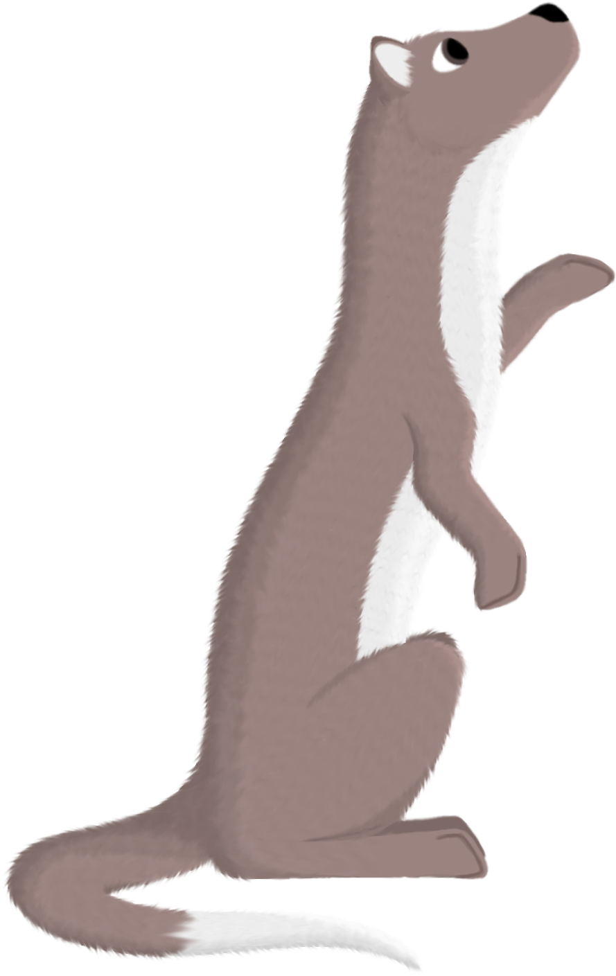 Download Stoat - Full Size PNG Image - PNGkit