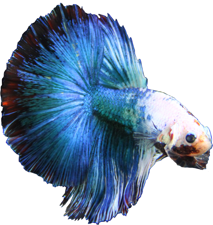 Download Bettaonbanner - Blue Betta Fish Png - Full Size PNG Image - PNGkit