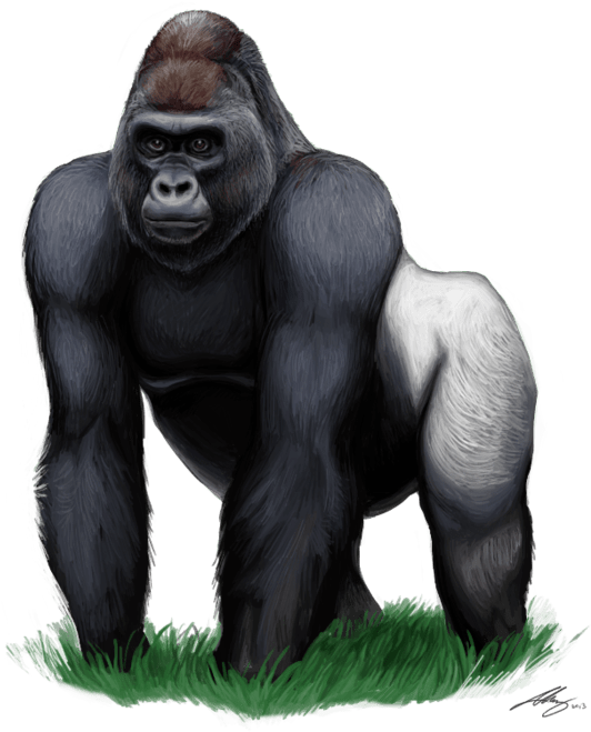 Download Gorilla Png Clipart Full Size Png Image Pngkit