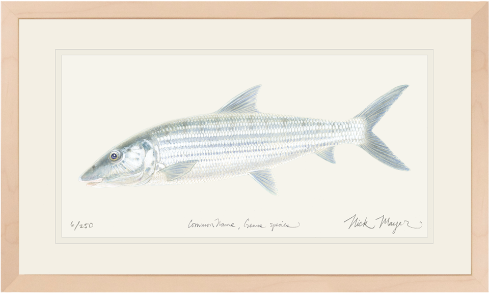 Download Bonefish Original Watercolor Painting - Watercolor Painting ...