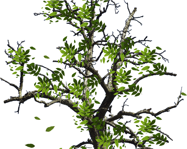 Download Tree With Green Leaves Isolated Object Png - Tree With Leaves ...