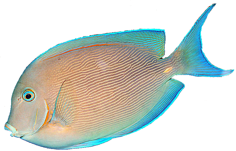 Download Tropical Fish Png - Tropical Fish No Background - Full Size ...