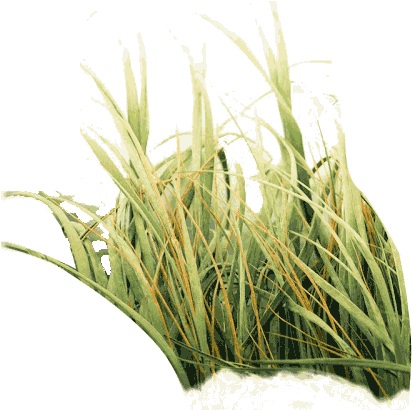 Download Photo Of Tall - Bruised Reed He Will Not Break - Full Size PNG ...