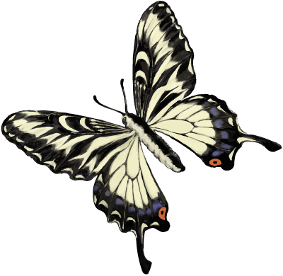 Download 201601 Swallowtail Butterfly - Swallowtail Butterfly Png ...