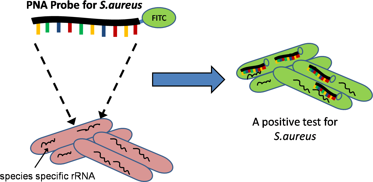 Download File - Pna-fish - Genetic Engineering - Full Size PNG Image ...