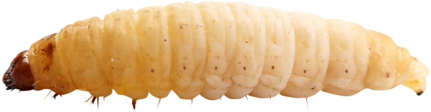 Download Maggot Png - Larva Png - Full Size PNG Image - PNGkit