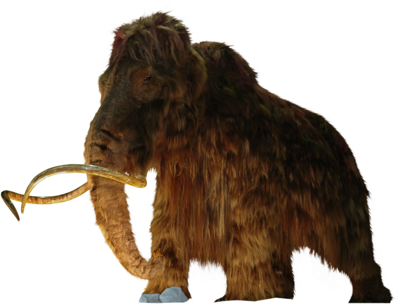 Download Mammoth - Woolly Mammoth - Full Size PNG Image - PNGkit