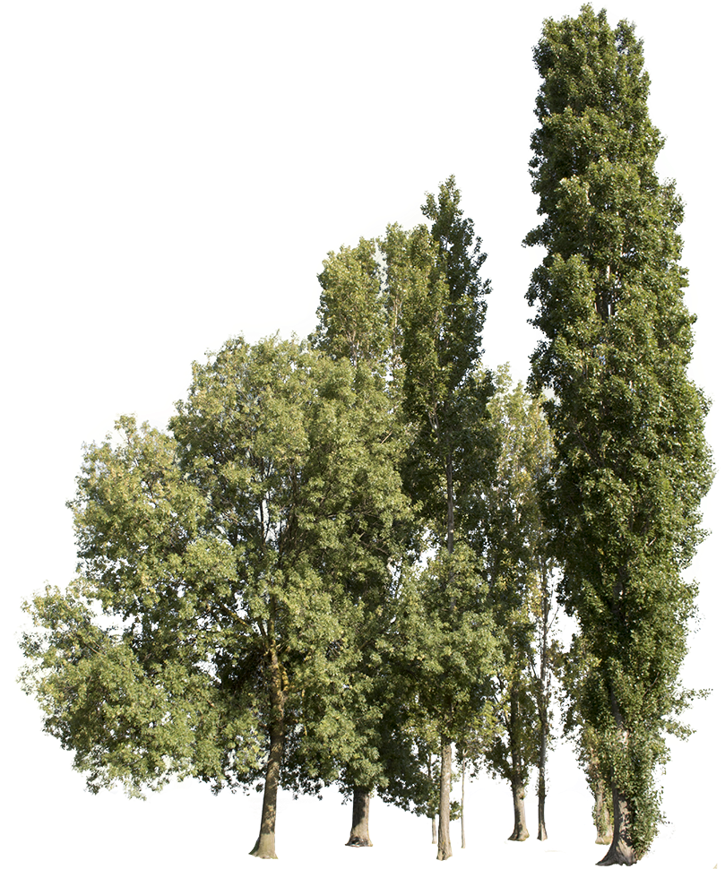 Download Trees Group - Cutout Trees - Transparent Group Trees - Full ...