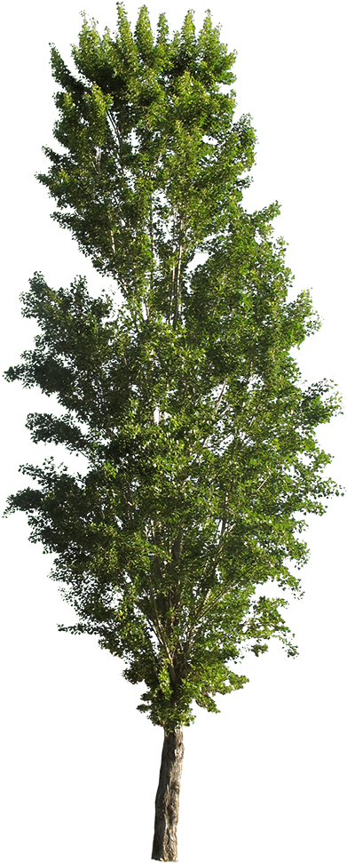 Download Populus Nigra - Cutout Trees - Populus Tremula Erecta Png ...