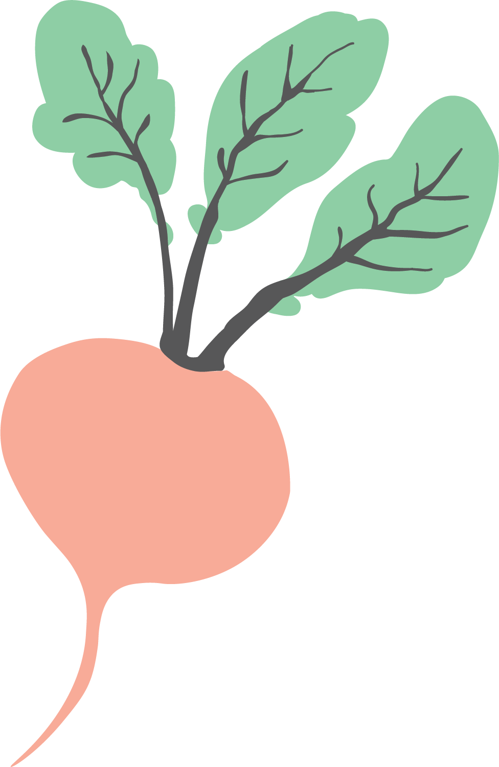 Download Beet - Full Size PNG Image - PNGkit