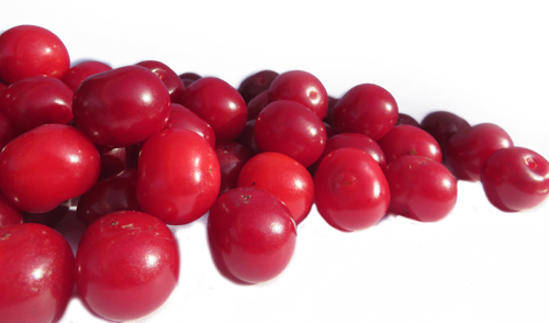 Download Dwarf Sour Cherries & Sour Cherries - Sour Cherries Png - Full ...