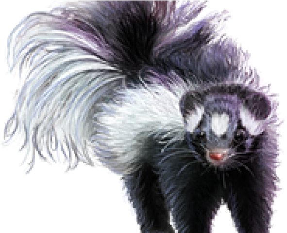 Download Skunk Png Transparent Images - Striped Skunk - Full Size PNG ...