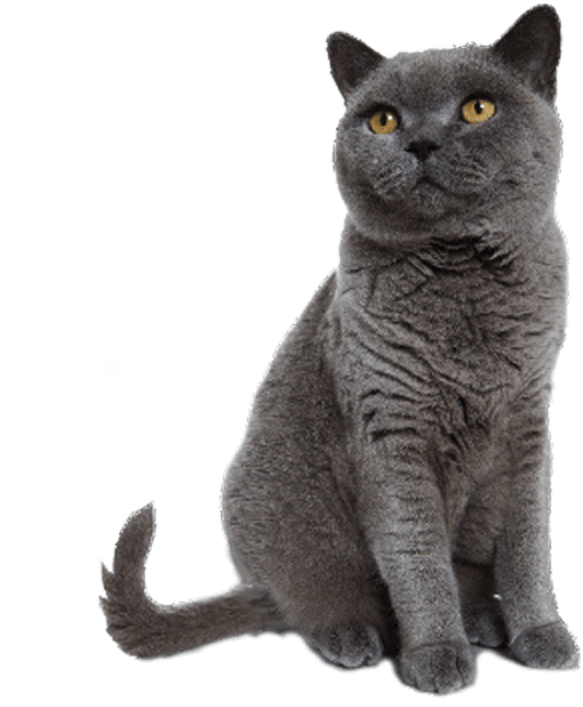 Download Grey Cat Sitting Transparent Background Image Svg Black ...