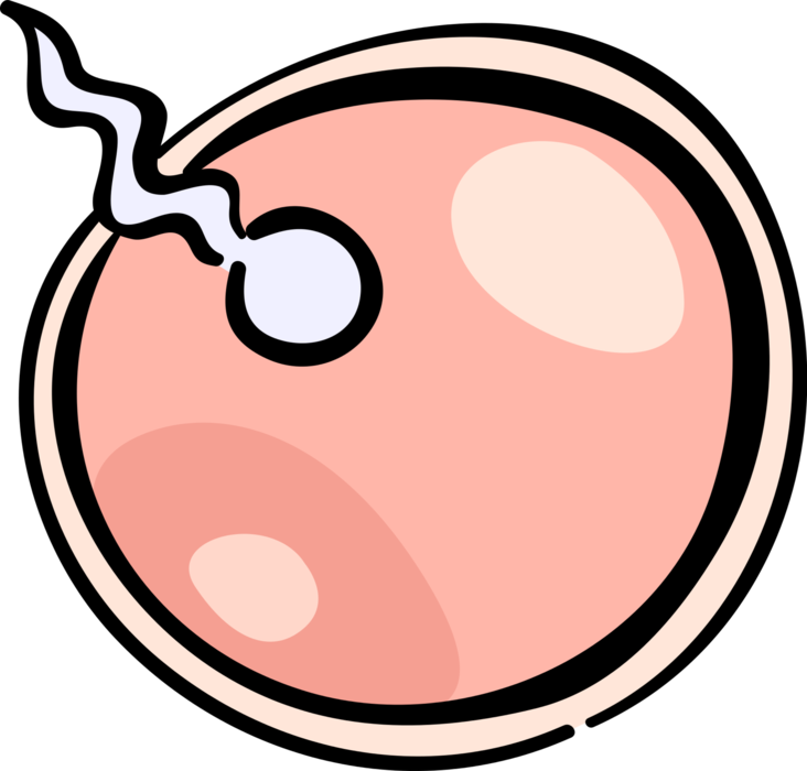 Download Reproduction Fertilizing Ovum Egg - Sperm And Egg Transparent ...