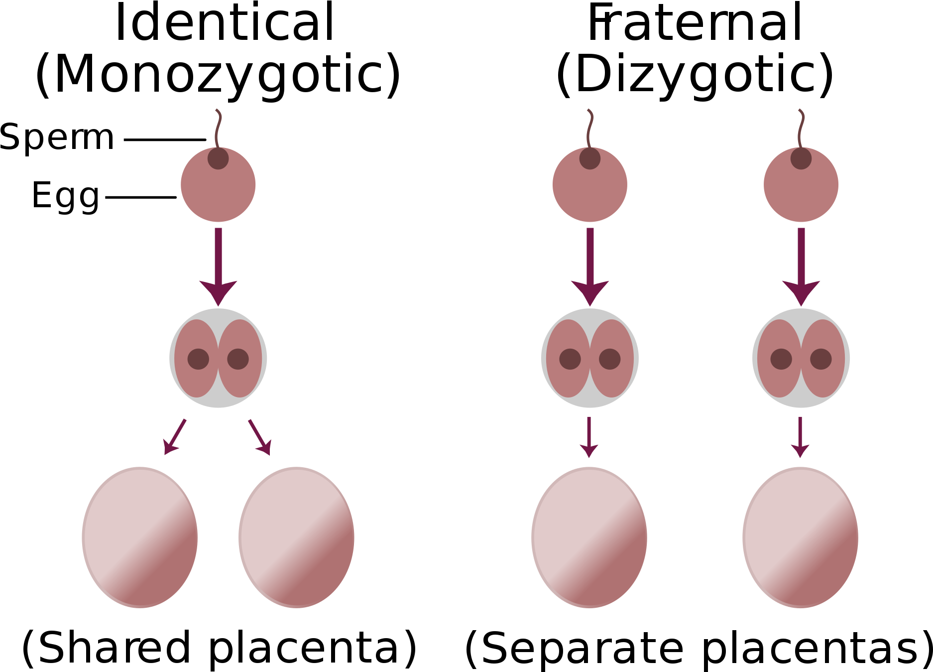 Download Open - Monozygotic And Dizygotic Twins - Full Size PNG Image ...