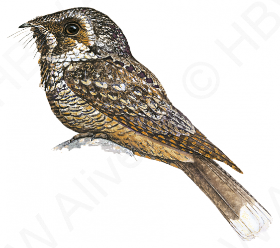 Download Cuban Nightjar - Full Size PNG Image - PNGkit