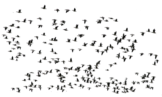 Download Flying Birds Group Png - Full Size PNG Image - PNGkit