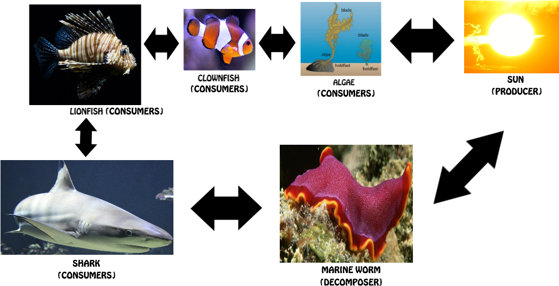 Download Clownfish Food Chain - Food Chain Of A Clown Fish - Full Size ...