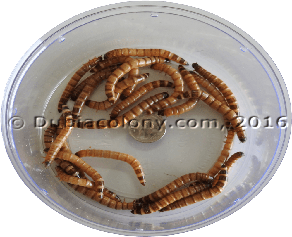 Download Super-worms - Superworm - Full Size PNG Image - PNGkit