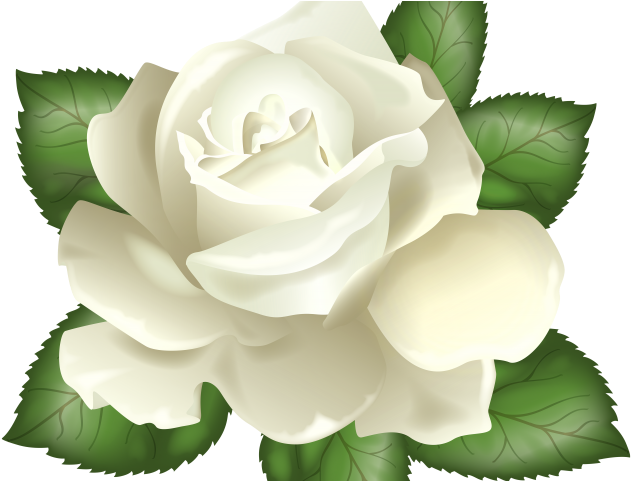 Download White Rose Clipart Real - White Rose Transparent Background - Full Size PNG Image - PNGkit