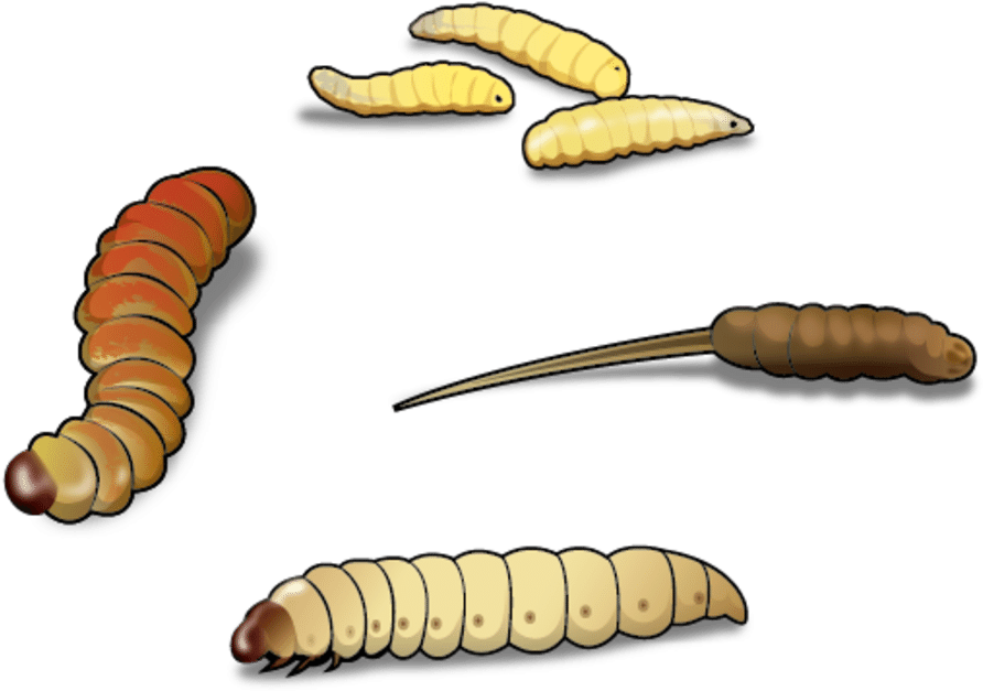 Download Four Best Worms For Ice Fishing And - Wax Worm Clip Art - Full ...