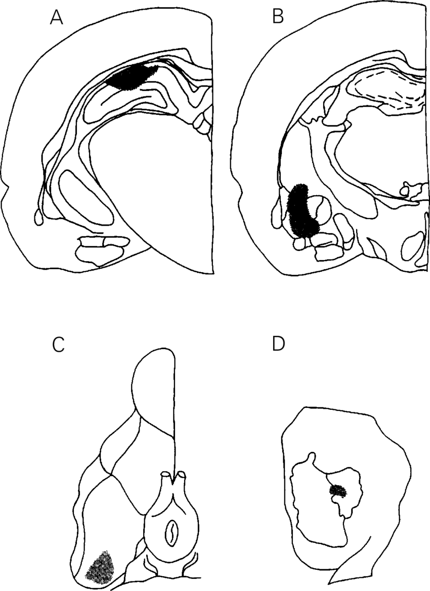 Download Schematic Drawing Of Rat Brain Stions At Planes A - Dorsal ...