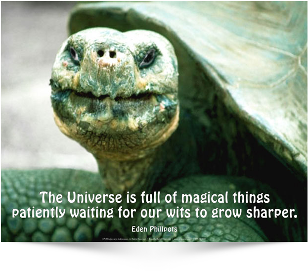 Download The Universe Is Full - Close Up Of Giant Wrinkled Green Turtle ...